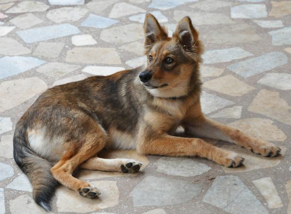 Transport Mila, nice dog transport from Addis Ababa to Kabul to Kabul ...