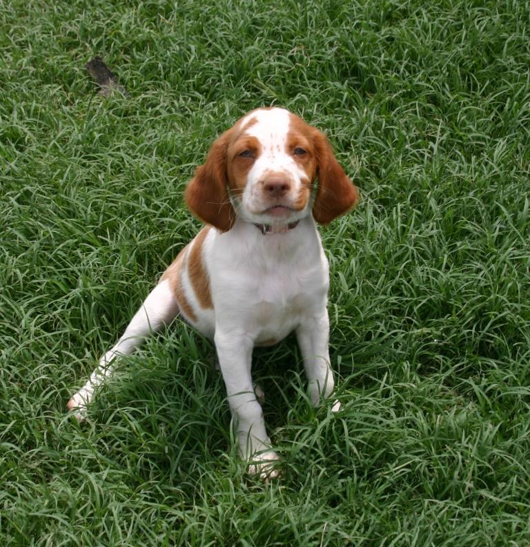 Ship My Brittany Spaniel puppy 8 weeks old to McAllen | uShip