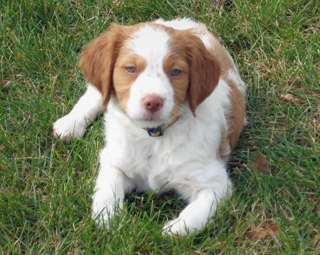 Pet Movers Male brittany spaniel puppy to Munson | uShip