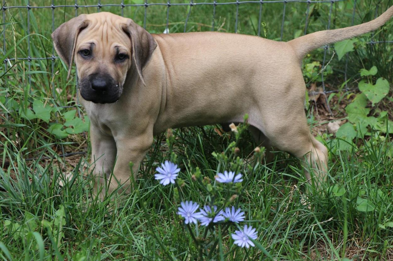 Move My Rhodesian Ridgeback PUP from Delton MI to Phoenix to Phoenix ...