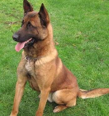Cost to Ship falco dog to Moriches | uShip