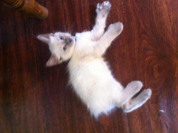 Ship 12 week old Siamese, Manx, Polydactyl kitten to Stillwater | uShip