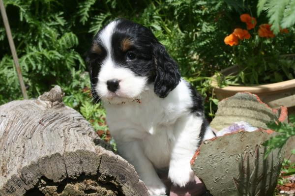 Ship My 3 month old springer spaniel needs a ride to Franktown | uShip