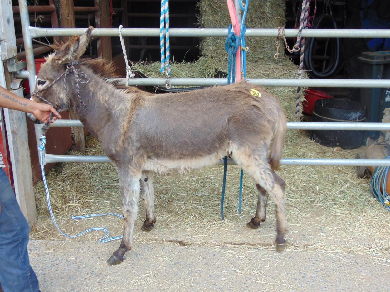 Move My 2 Donkeys ship from Lebanon PA to Massachusetts to Lakeville ...