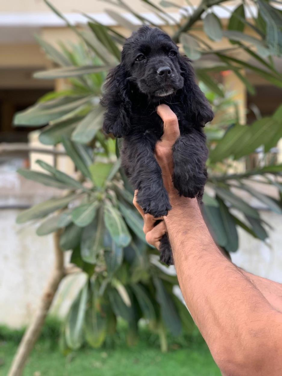 Cost to Ship Puppy cocker spaniel black to Kanpur | uShip